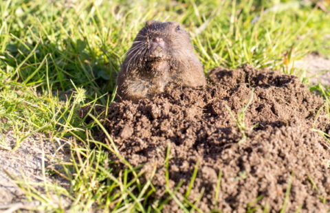 How Much Damage Can A Gopher Do To Your Home?