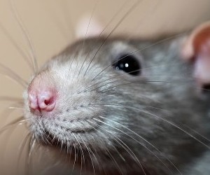 Early Bird Pest Control Phoenix Exterminator Insects Rodent