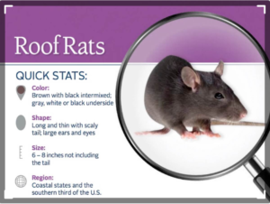 Rodent Removal Phoenix Scottsdale | Rats Gopher Exterminator