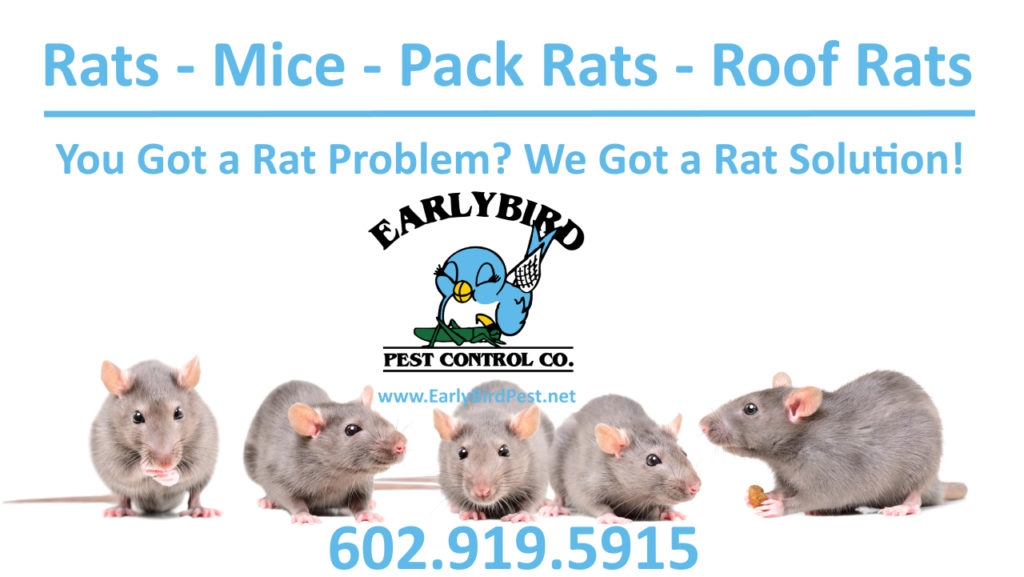 Rodent Removal Phoenix Scottsdale | Rats Gopher Exterminator