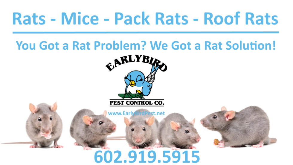 Rodent Removal Phoenix Scottsdale | Rats Gopher Exterminator