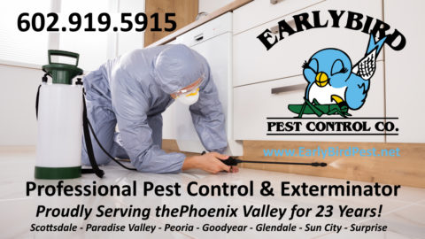 Phoenix Pest Control Scorpion Exterminator Phoenix Arizona