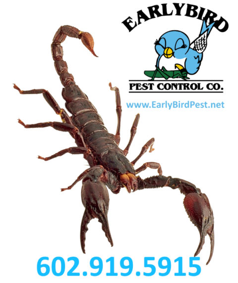 Sun City Pest Control - Early Bird Pest Control Sun City AZ