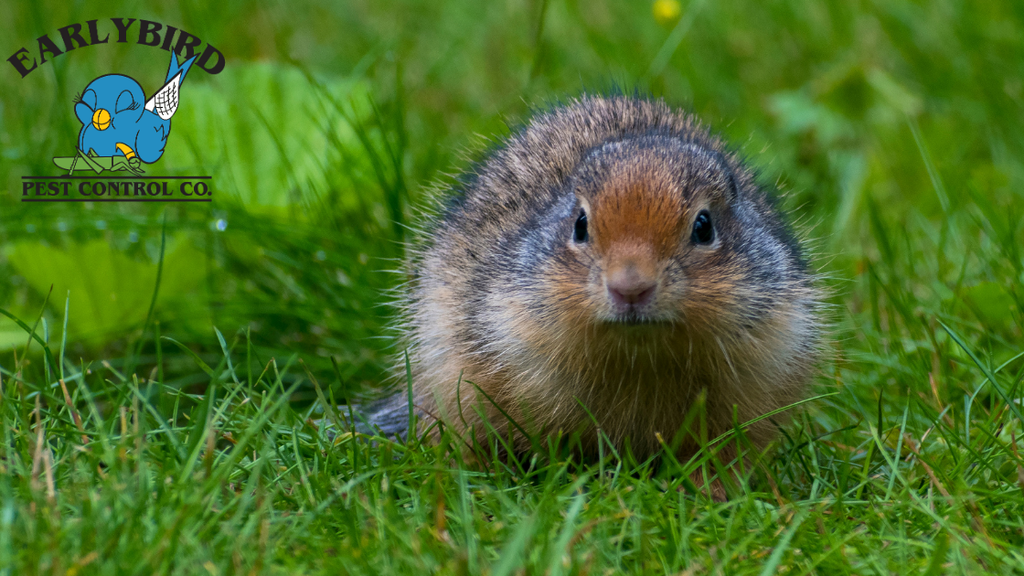HOW TO PREVENT GOPHERS IN YOUR YARD