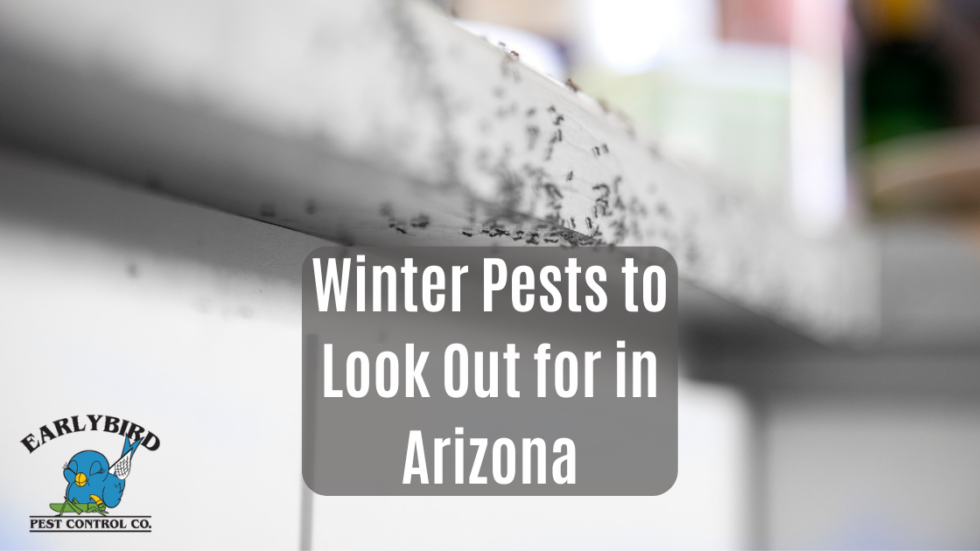Winter Pests to Look Out for in Arizona | AZ Pest Control
