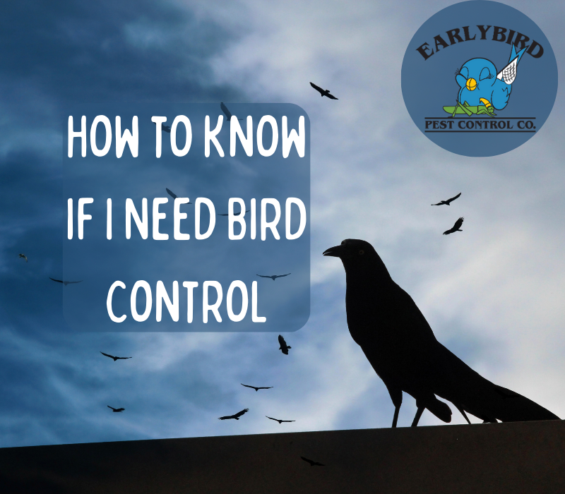 How to Know if I Need Bird Control | Early Bird Pest Control