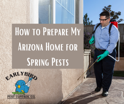 How to Prepare My Arizona Home for Spring Pests