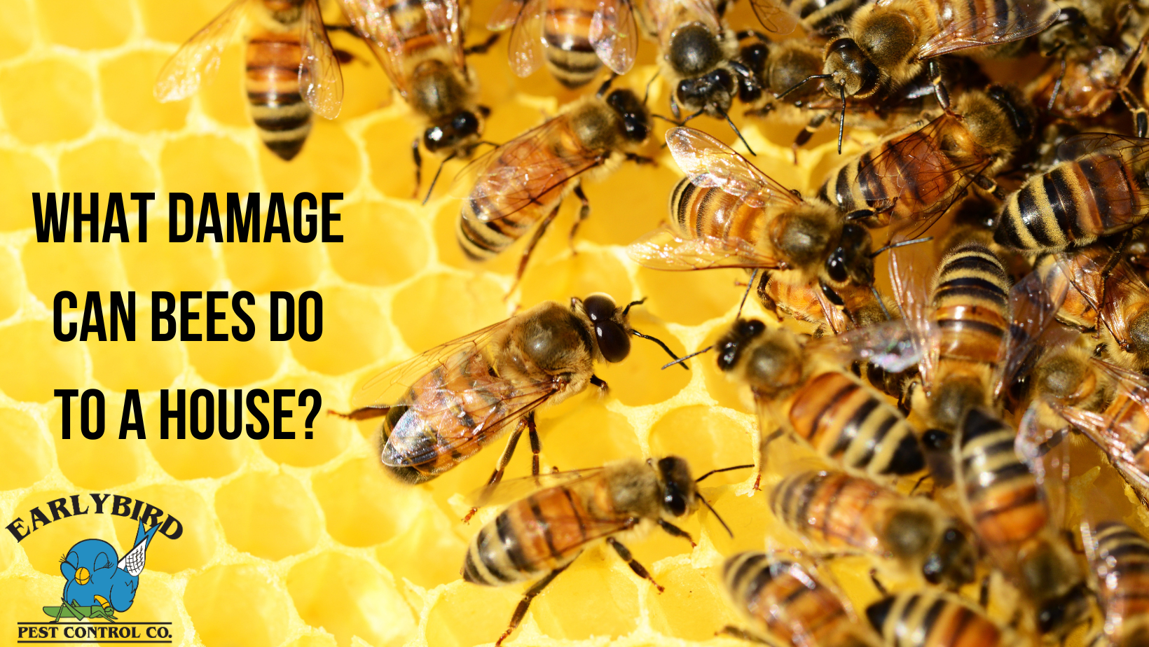What Damage can Bees do to a House? - Early Bird Pest Control